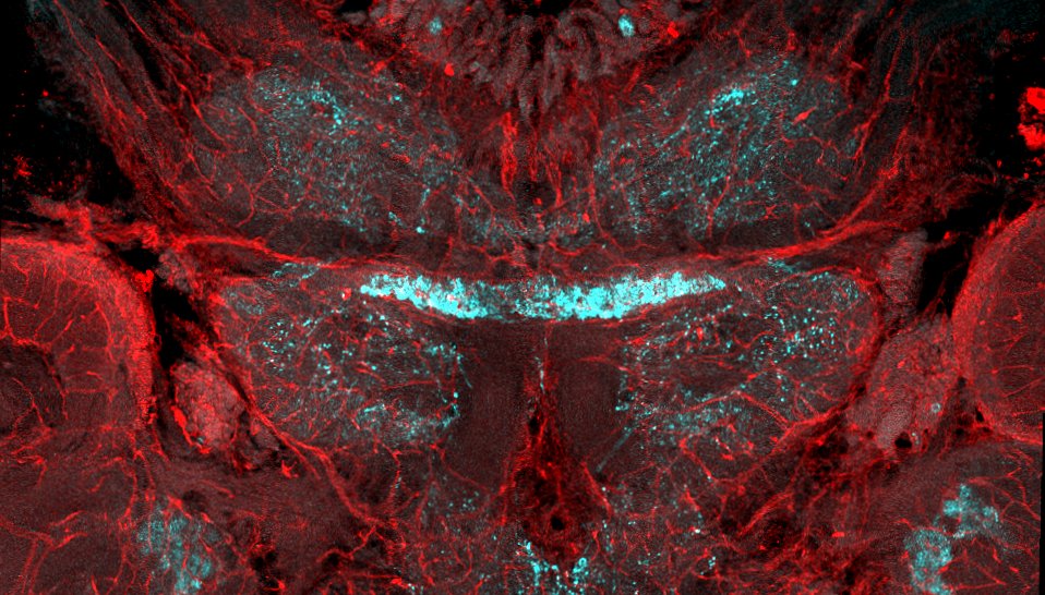 Keith R. Porter Imaging Facility - UMBC